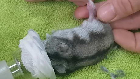 DKC • A Moment in the Life of a Vet Clinic • Dubai, UAE